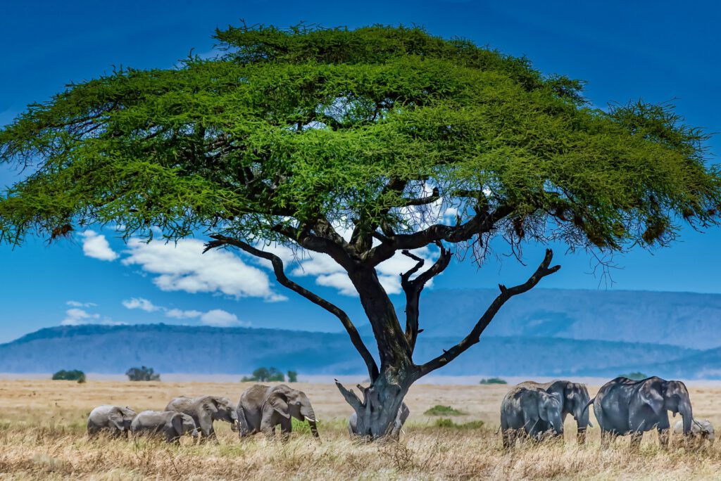 Über Namibia (Afrika) - Geschichte, Kultur + Fakten